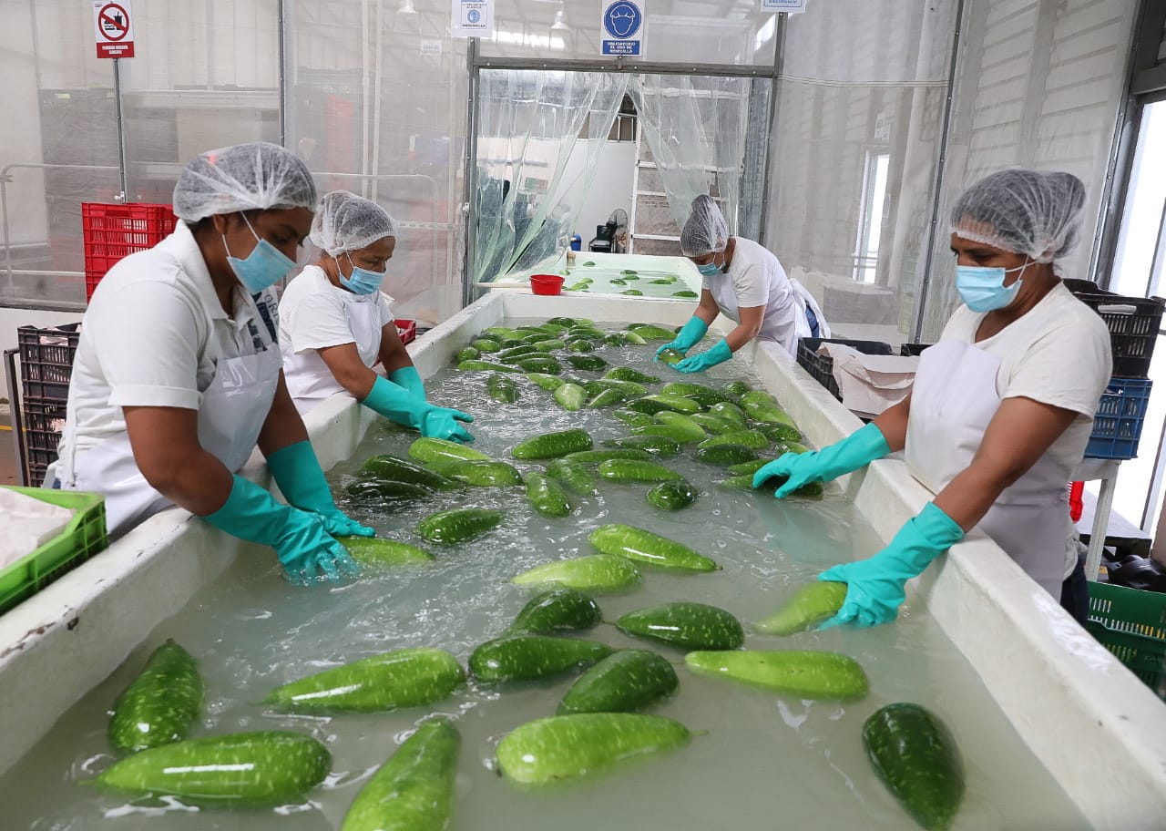 EN COMAYAGUA: PRESIDENTE HERNÁNDEZ INAUGURA PLANTA EXPORTADORA DE ...